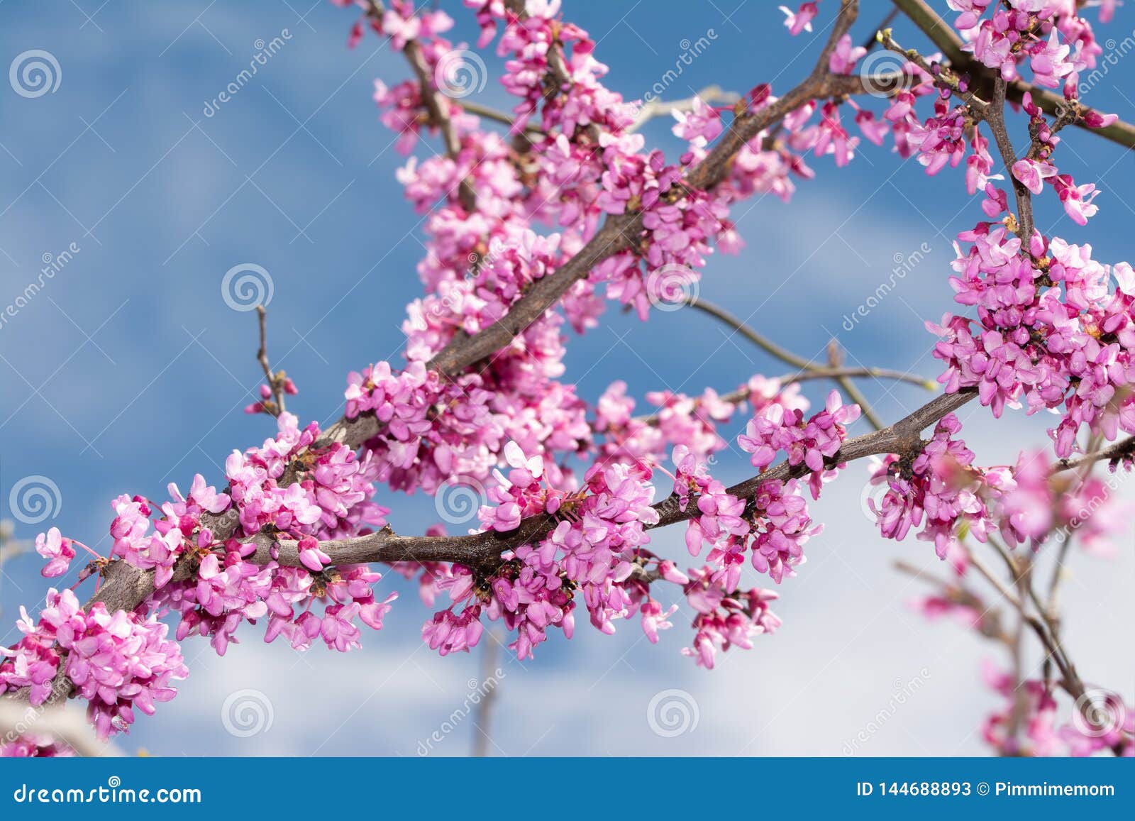 Eastern Redbud Tree Branches Covered in Blooms in Spring Stock Image ...