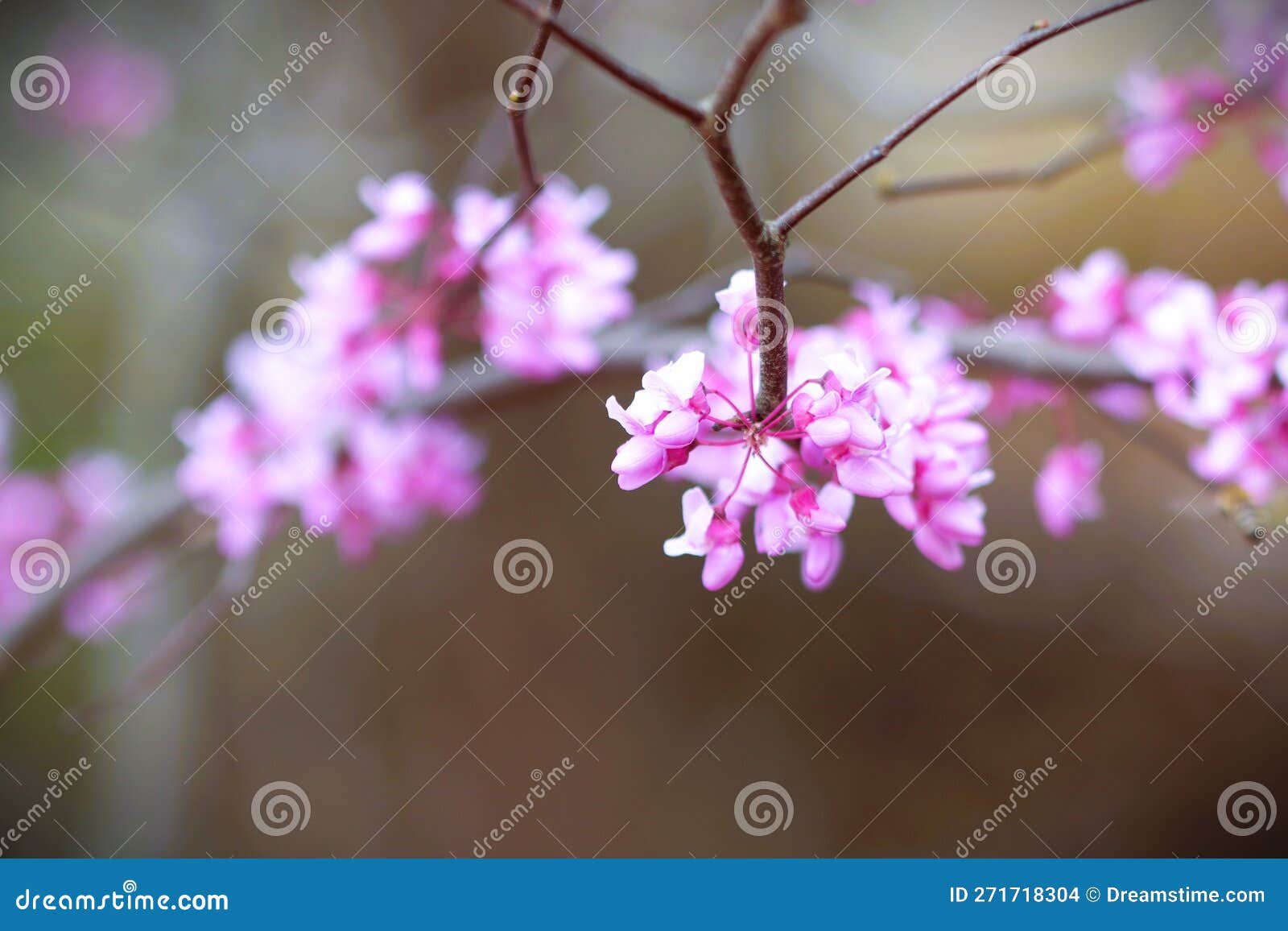 Eastern Redbud Tree Bud Cluster on Branch Stock Photo - Image of buds ...