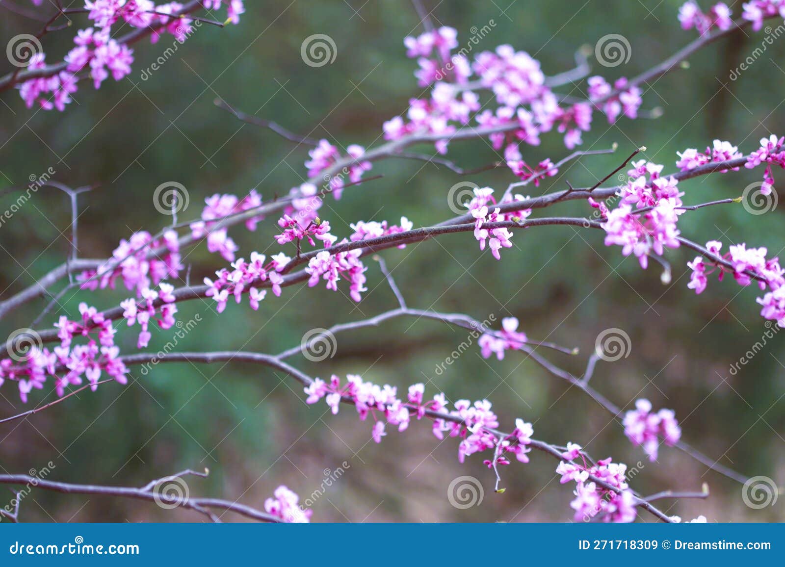 Eastern Redbud Tree Buds on Branches, Left To Right Stock Image - Image ...