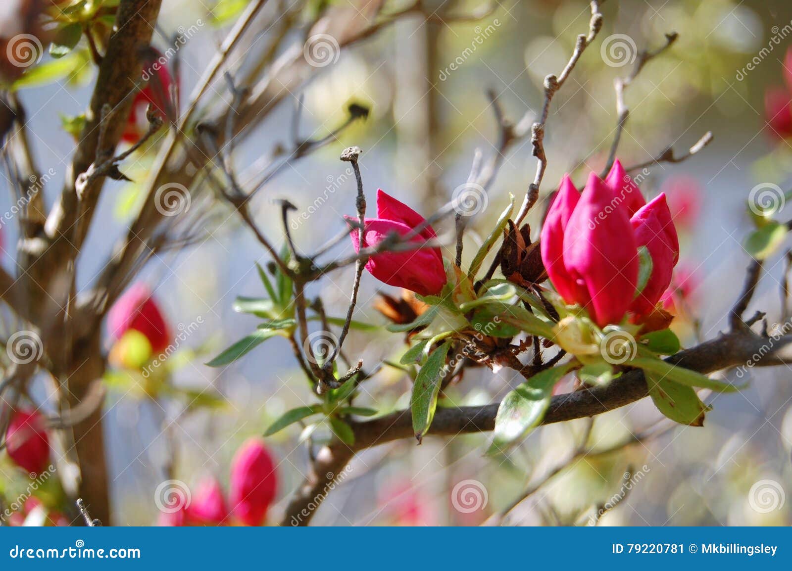 Eastern Redbud Tree Buds in Spring Stock Image - Image of buds ...