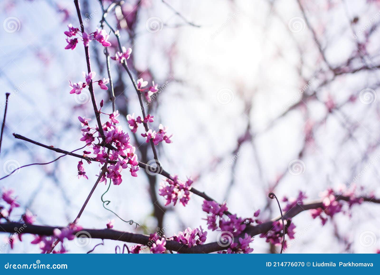 Eastern redbud tree stock photo. Image of plant, winter - 214776070