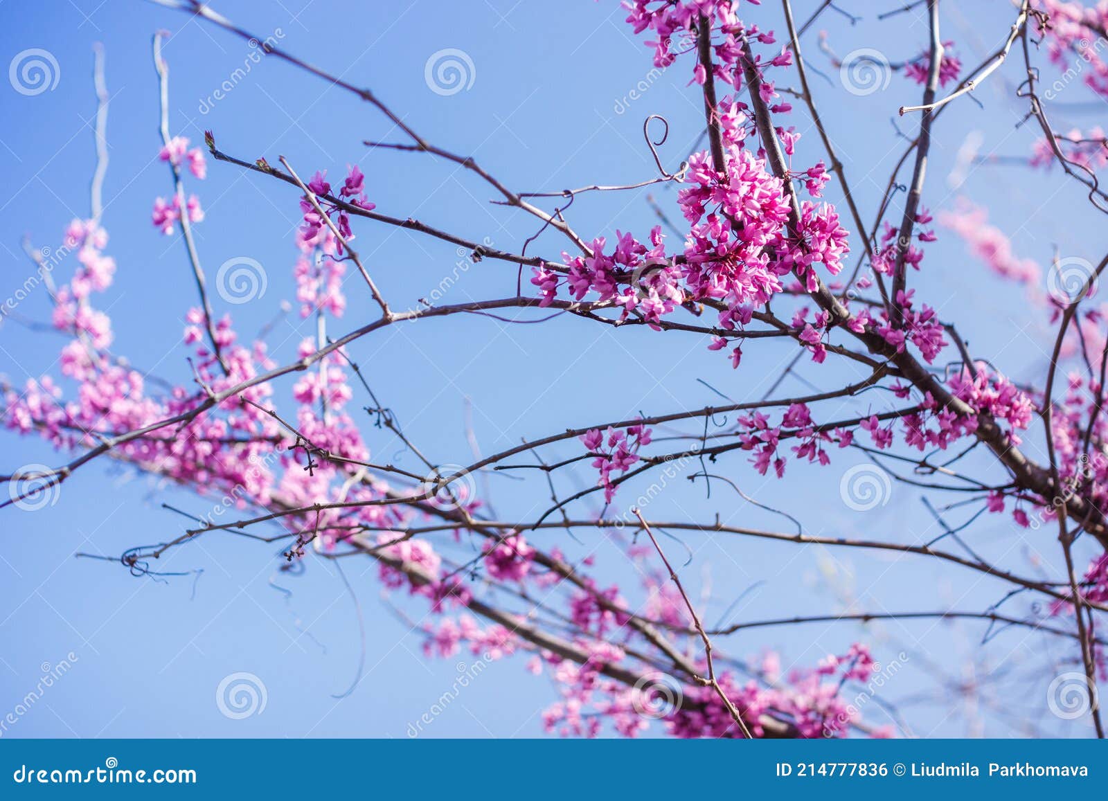 Eastern redbud tree stock photo. Image of time, twig - 214777836