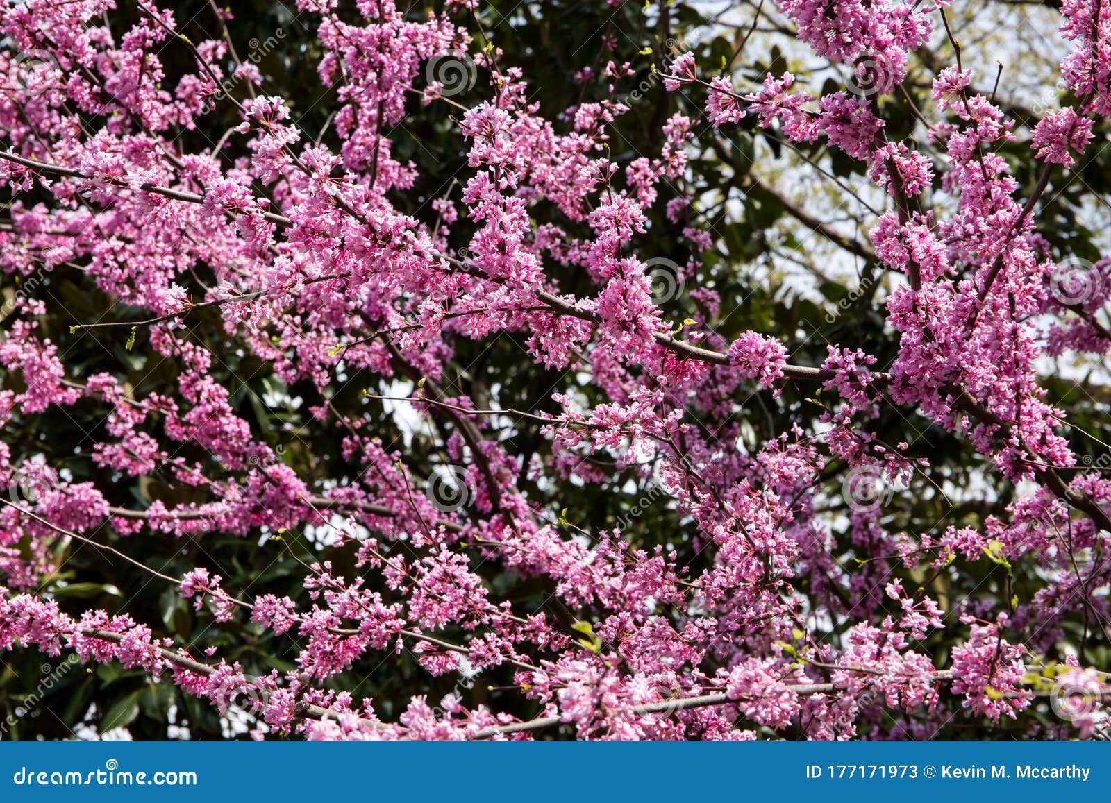 Eastern Redbud Tree in Bloom Stock Image - Image of plants, eastern ...