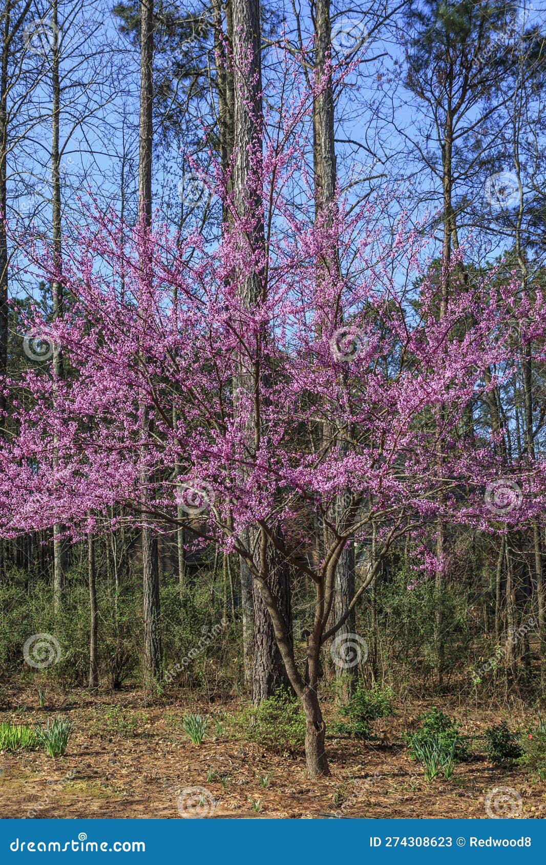 Eastern Redbud Tree in Full Spring Bloom Stock Image - Image of blooms ...