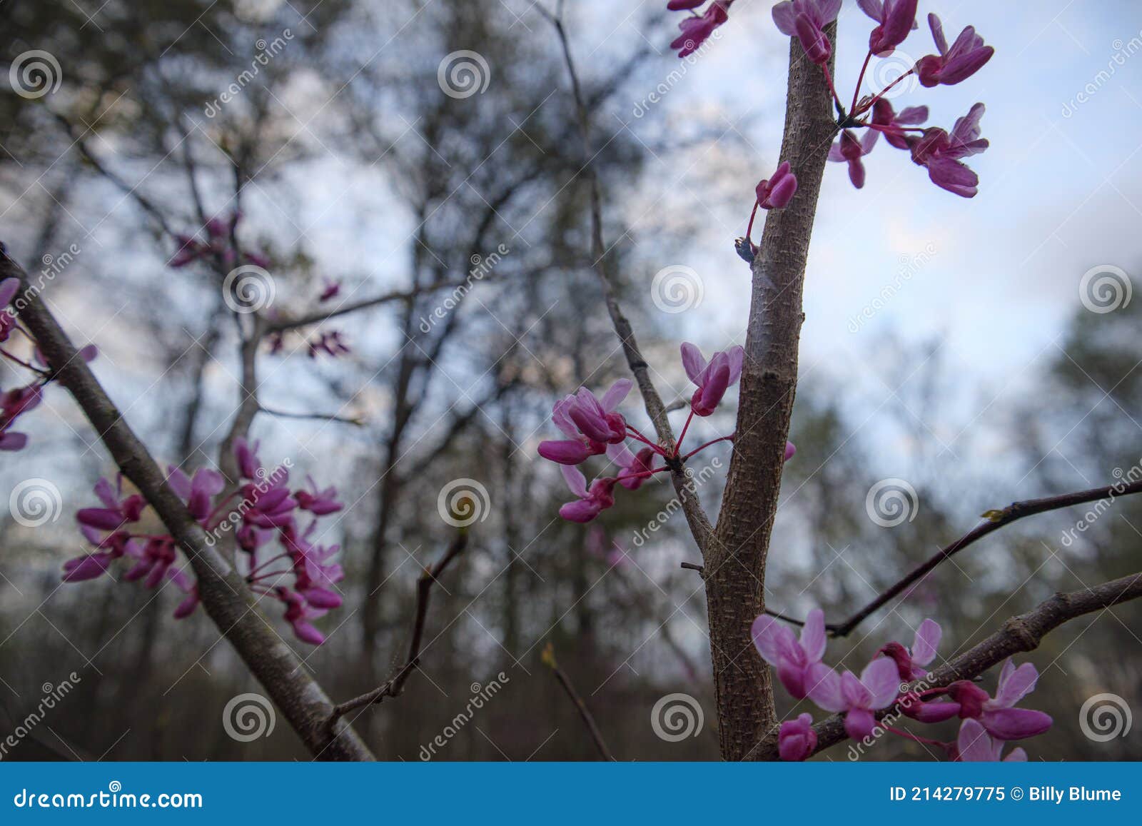Eastern Redbud Tree Partial View in the Spring Stock Image - Image of ...
