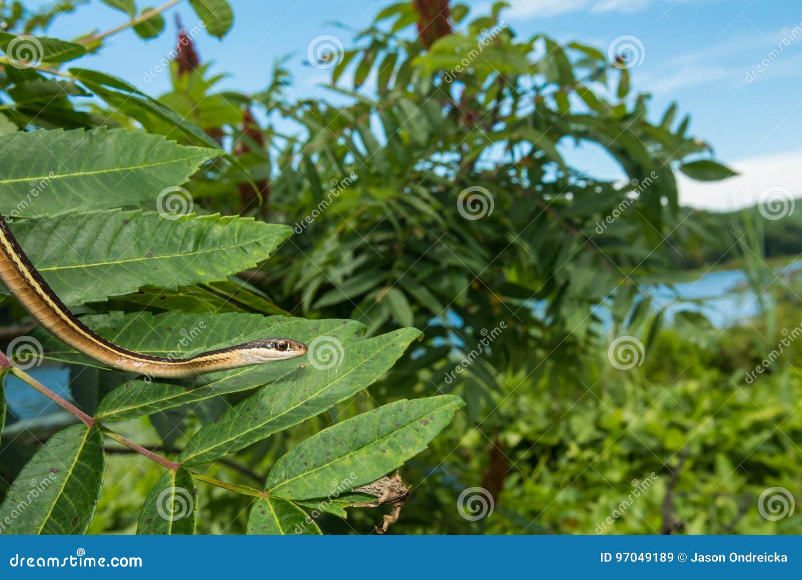 Eastern Ribbon Snake stock image. Image of pretty, natural - 97049189