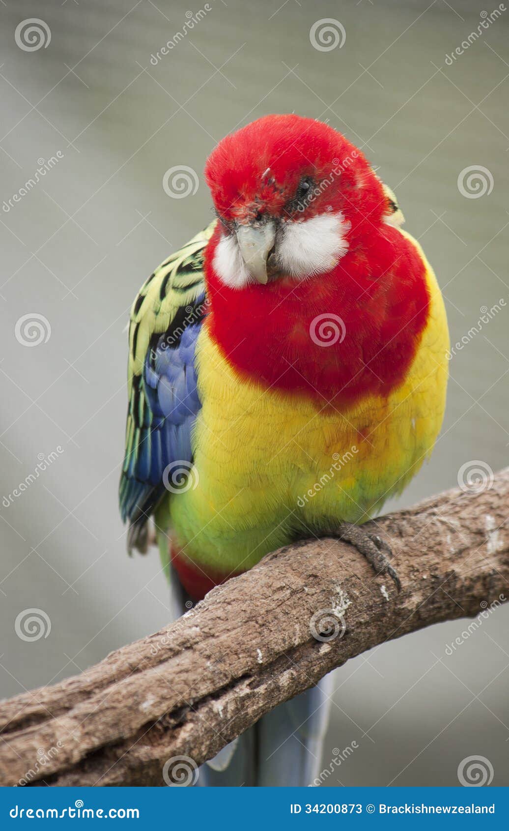 Eastern Rosella stock image. Image of branch, exotic - 34200873