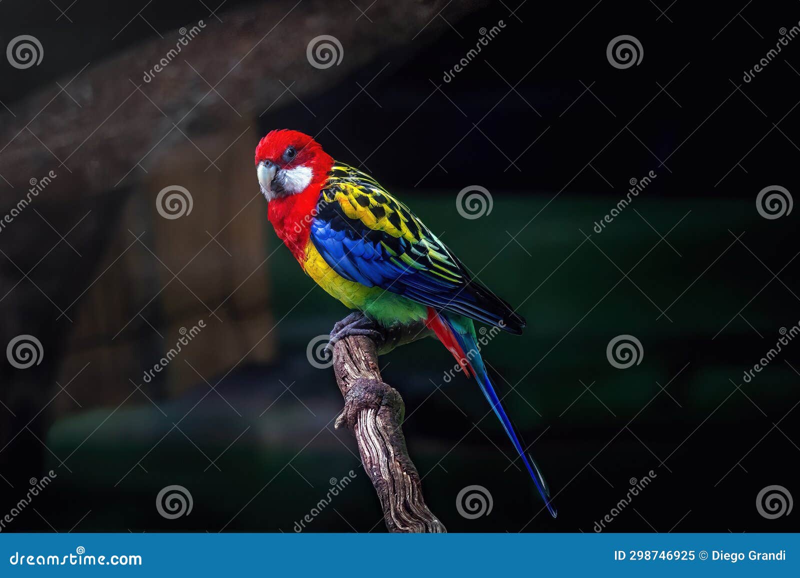 Eastern Rosella bird stock image. Image of parrot, beautiful - 298746925