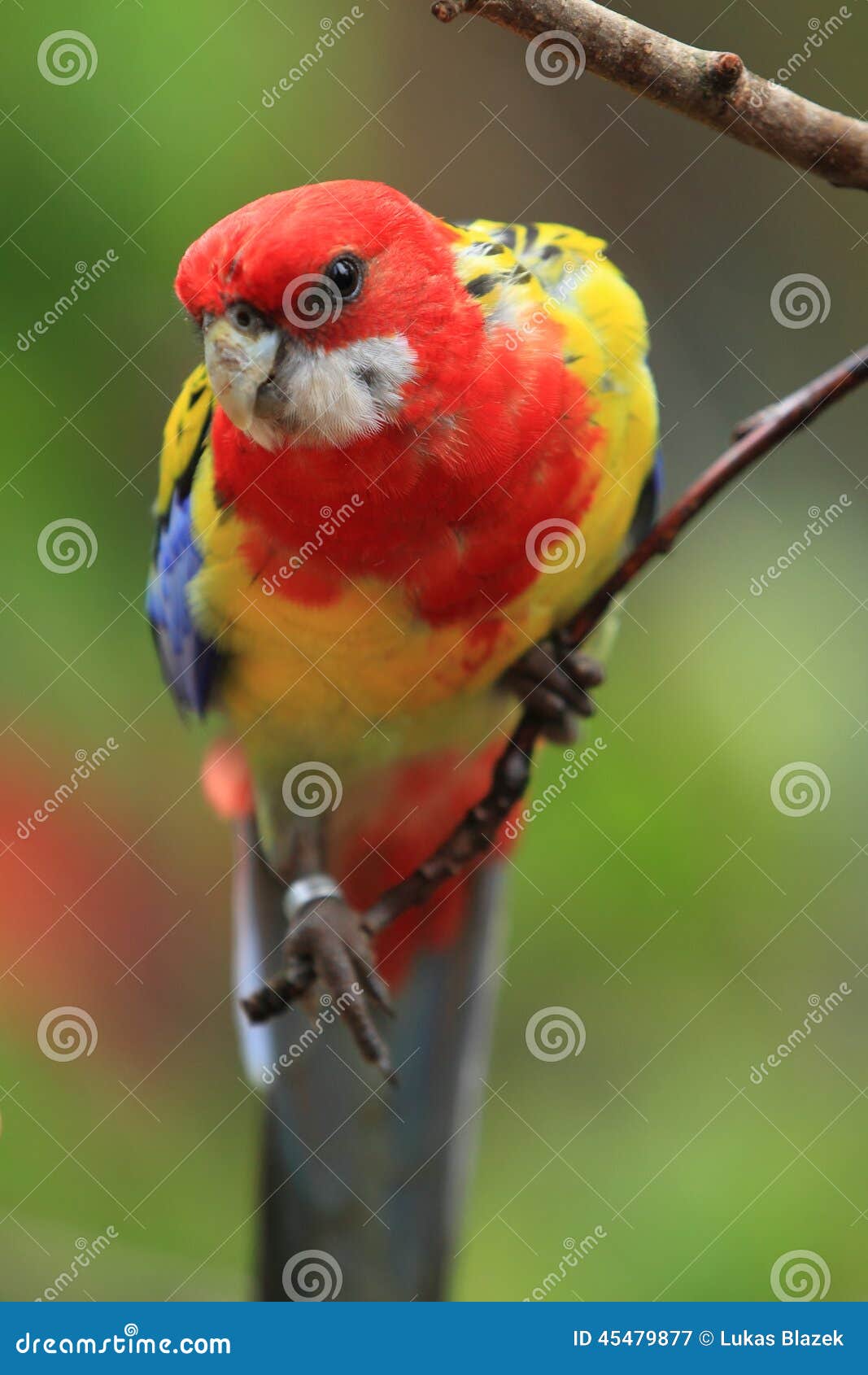 EASTERN ROSELLA OR GOLD MANTLED ROSELLA Platycercus Eximius, ADULT IN ...