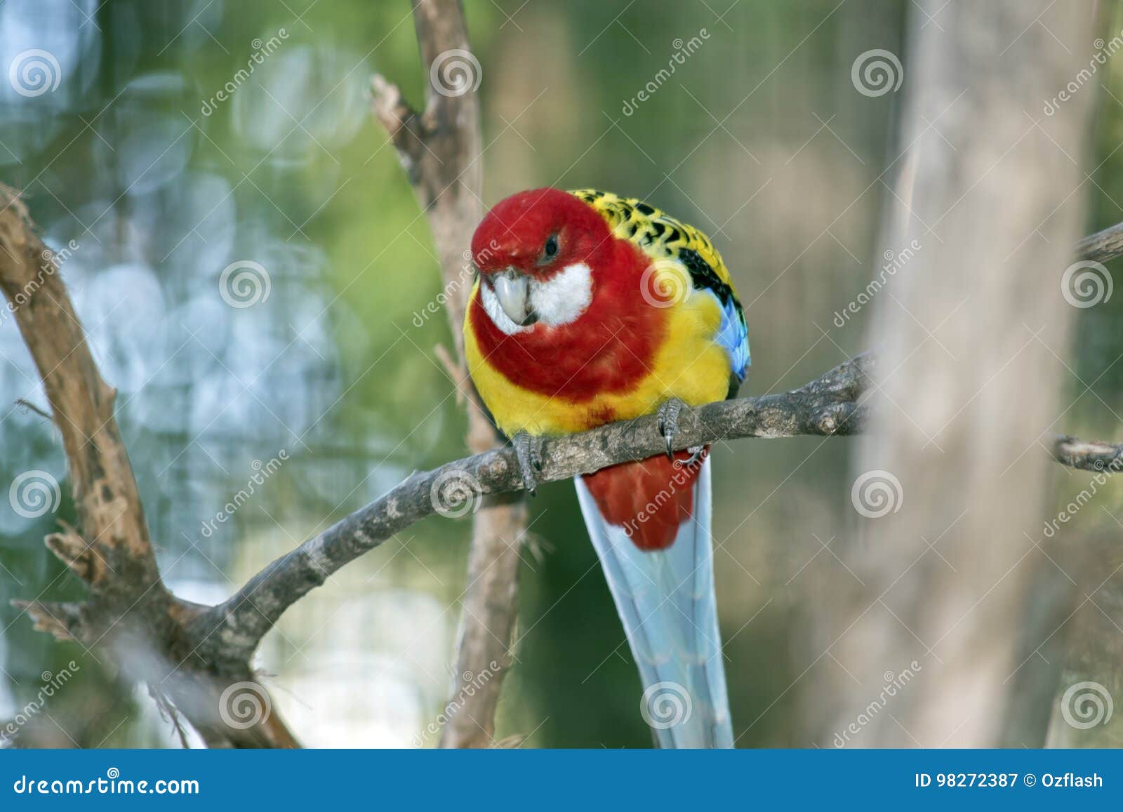 Eastern rosella stock image. Image of colorful, cheeks - 98272387