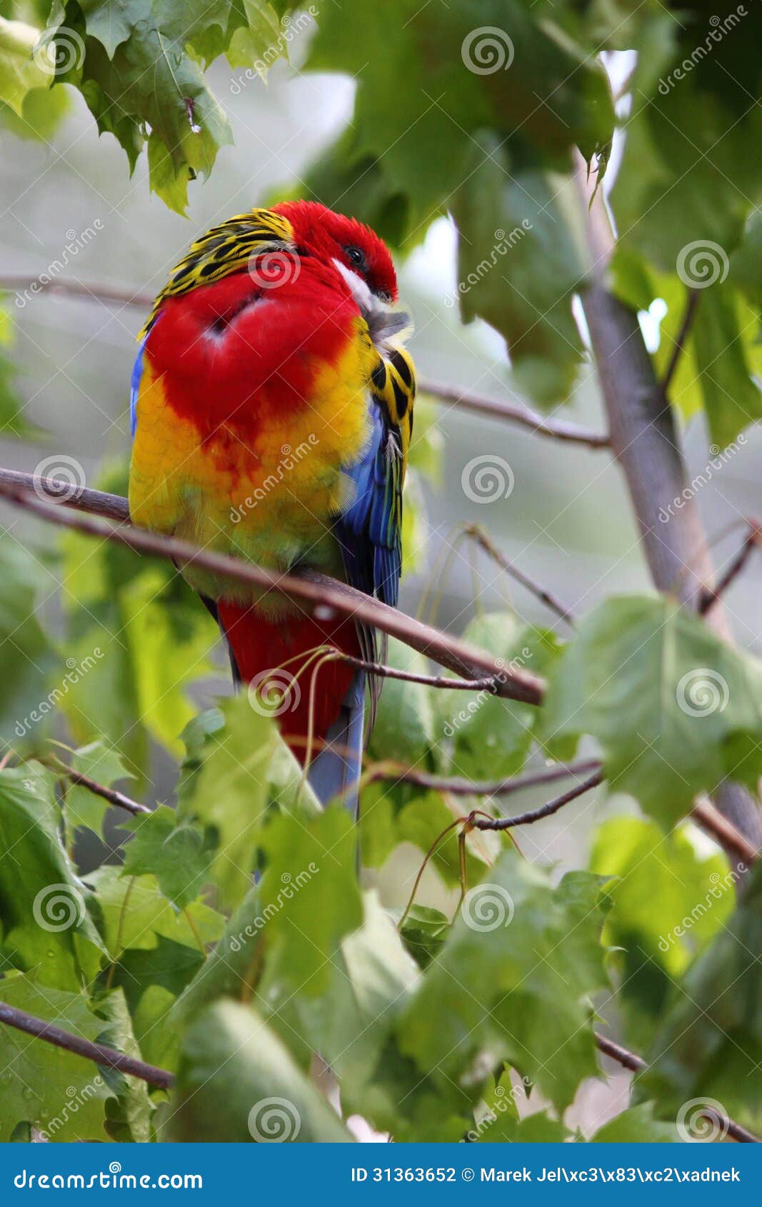 EASTERN ROSELLA OR GOLD MANTLED ROSELLA Platycercus Eximius, ADULT IN ...