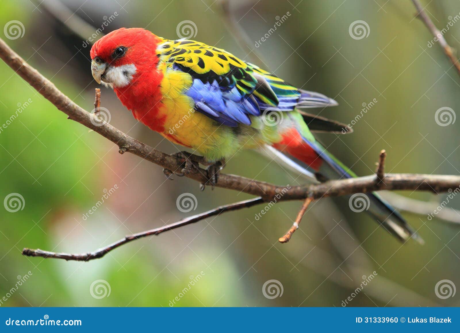 Eastern rosella stock photo. Image of nature, eximius - 31333960