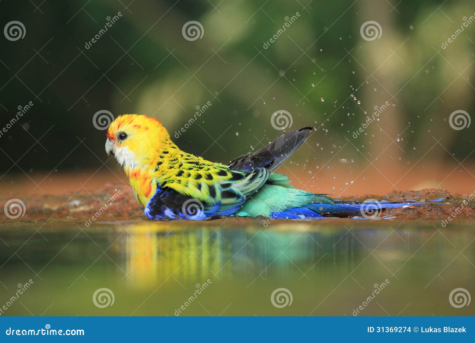 Eastern rosella stock photo. Image of colorful, australia - 31369274