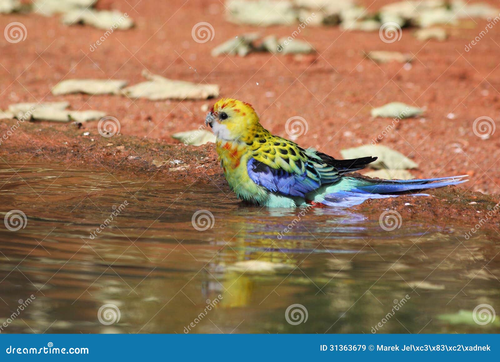 Eastern Rosella stock image. Image of animal, nature - 31363679