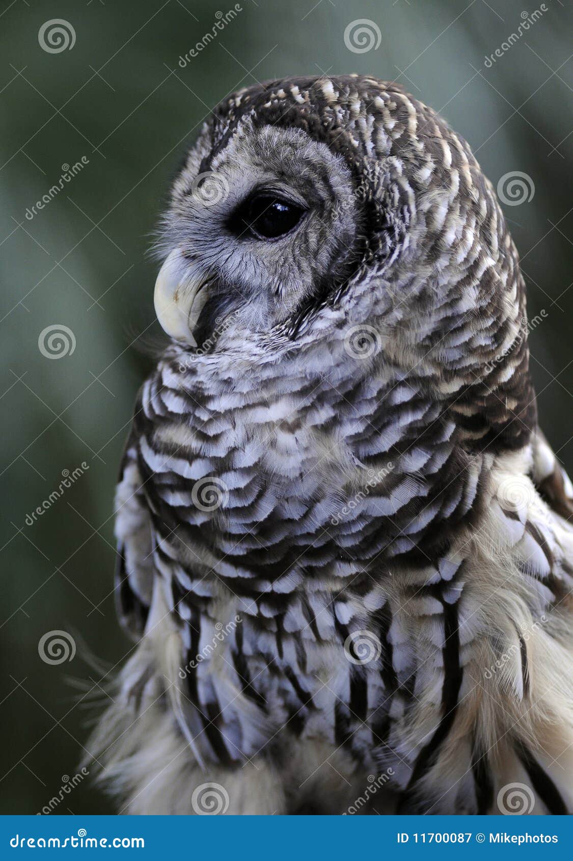 Eastern Screech Owl stock image. Image of asio, outside - 11700087