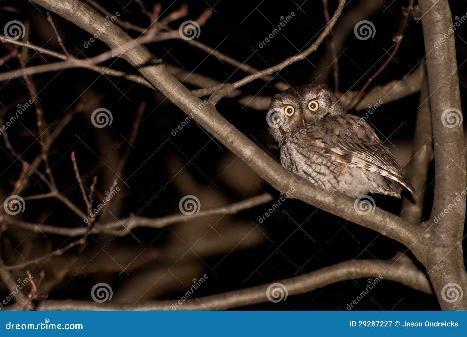 Eastern Screech Owl stock image. Image of abundant, bright - 29287227