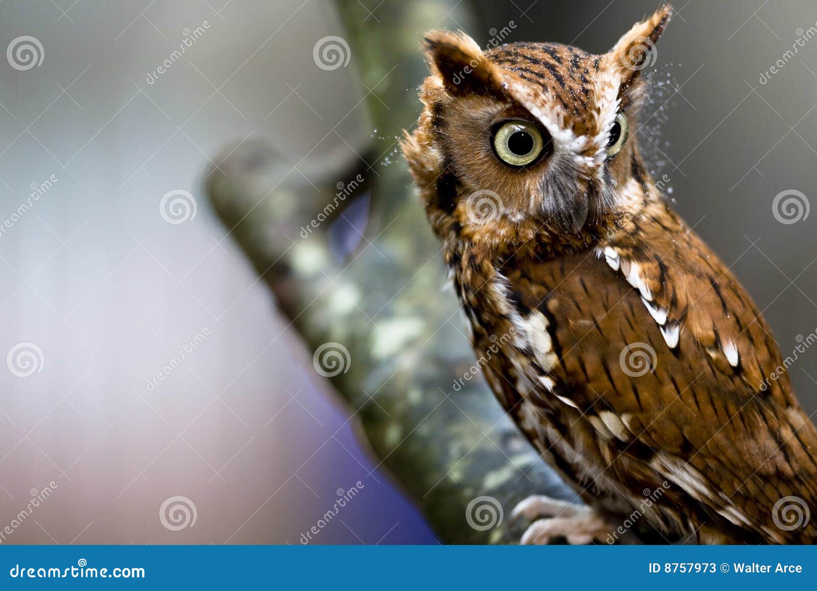 Eastern Screech-Owl stock image. Image of strigiform, beak - 8757973
