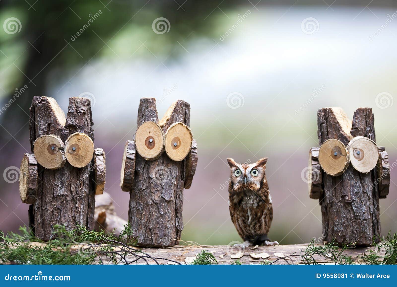 Eastern Screech Owl stock image. Image of screech, birding - 9558981