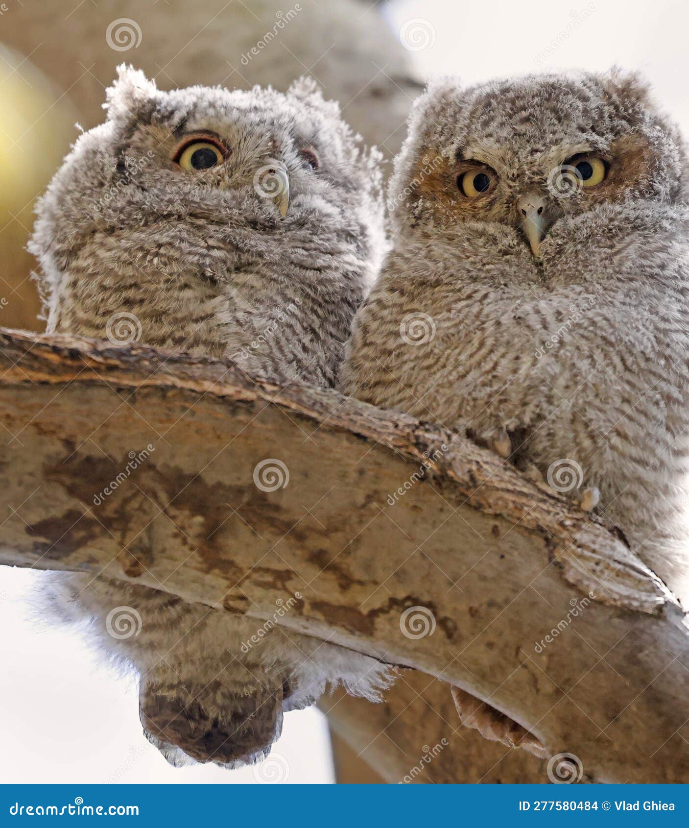 Eastern Screech Owl Babies Perched on a Tree Branch Stock Photo - Image ...