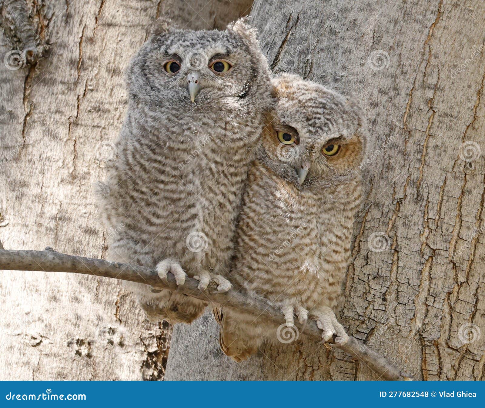 Eastern Screech Owl Babies Perched on a Tree Branch Stock Photo - Image ...