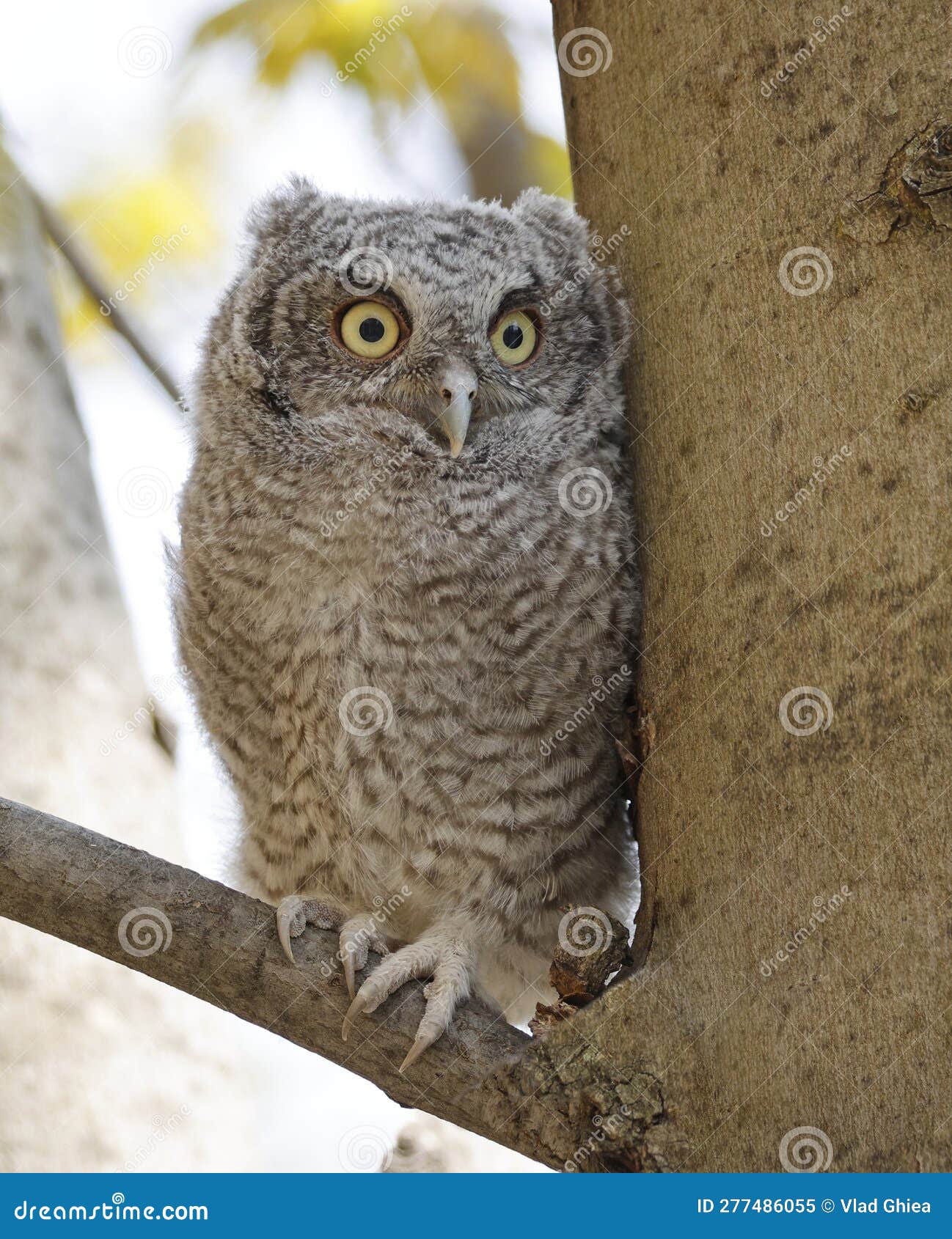 Eastern Screech Owl Baby Perched on a Tree Branch, Quebec Stock Image ...