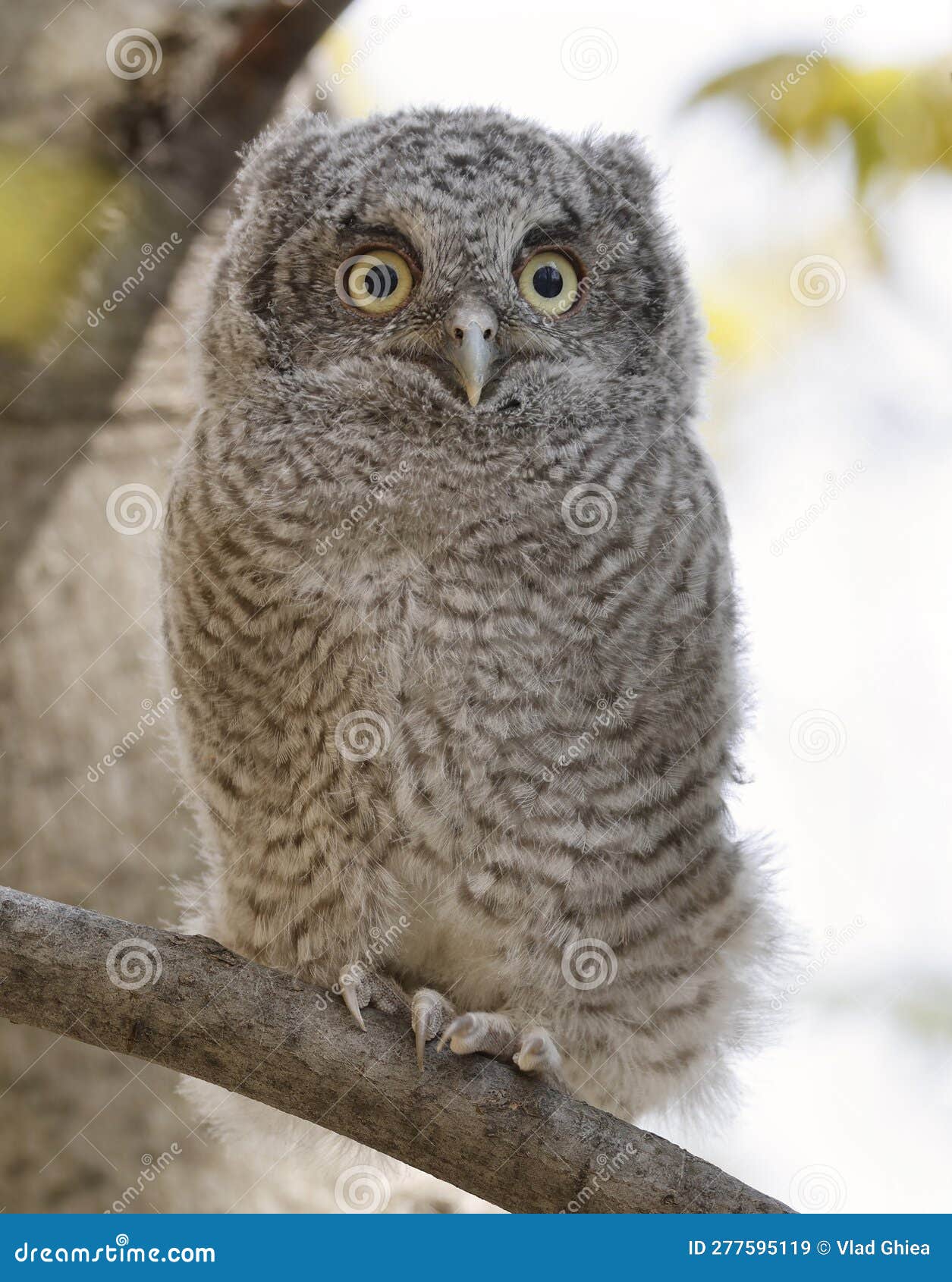 Eastern Screech Owl Baby