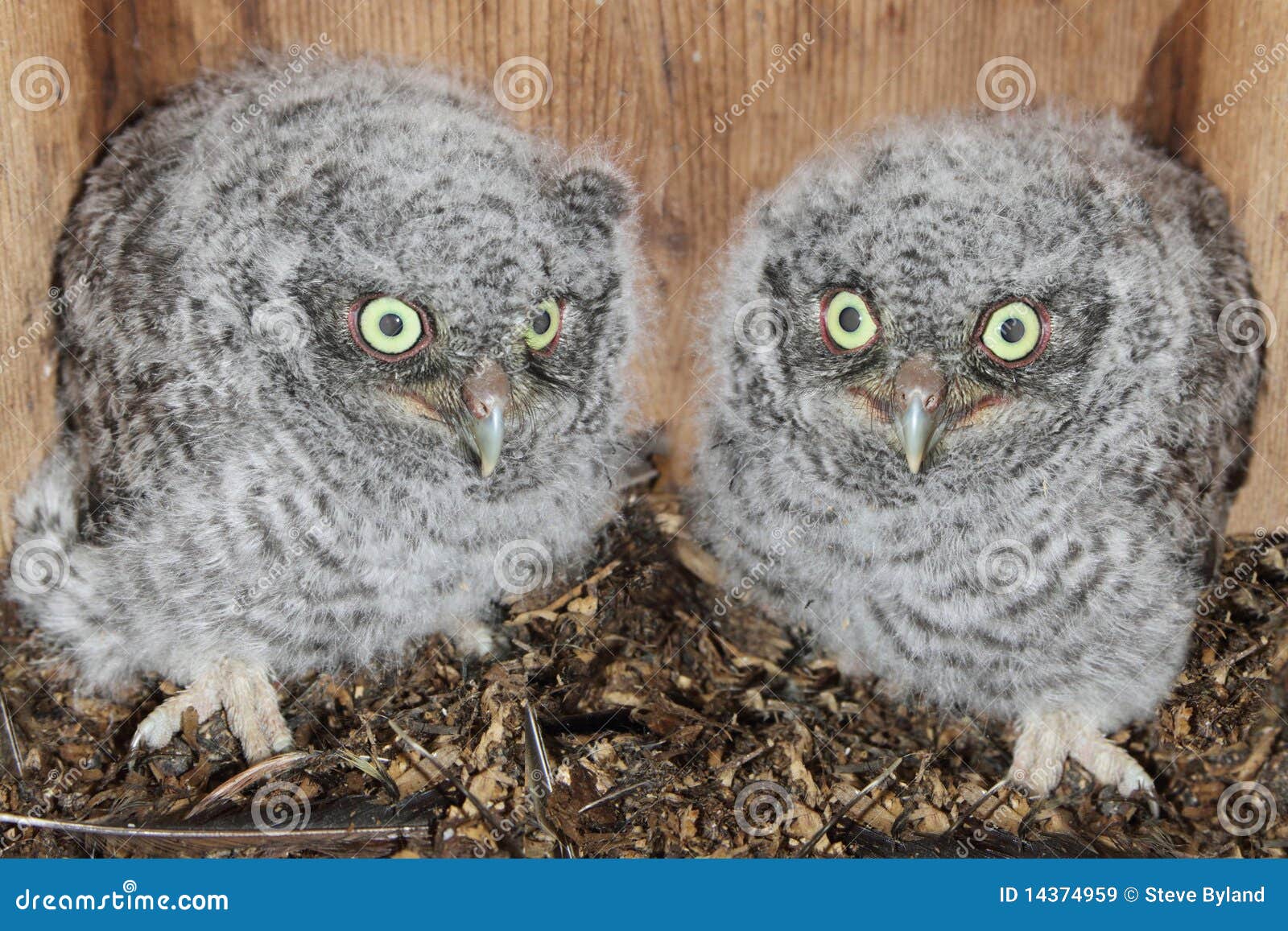 Baby Eastern Screech Owl