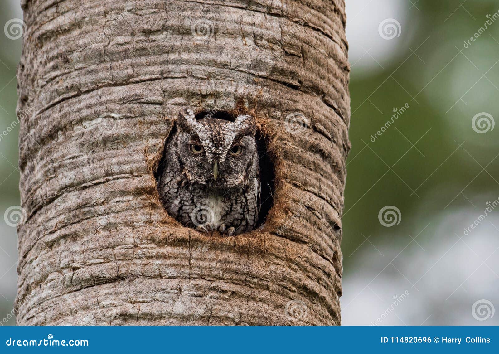 Eastern Screech Owl stock photo. Image of black, colorful - 114820696