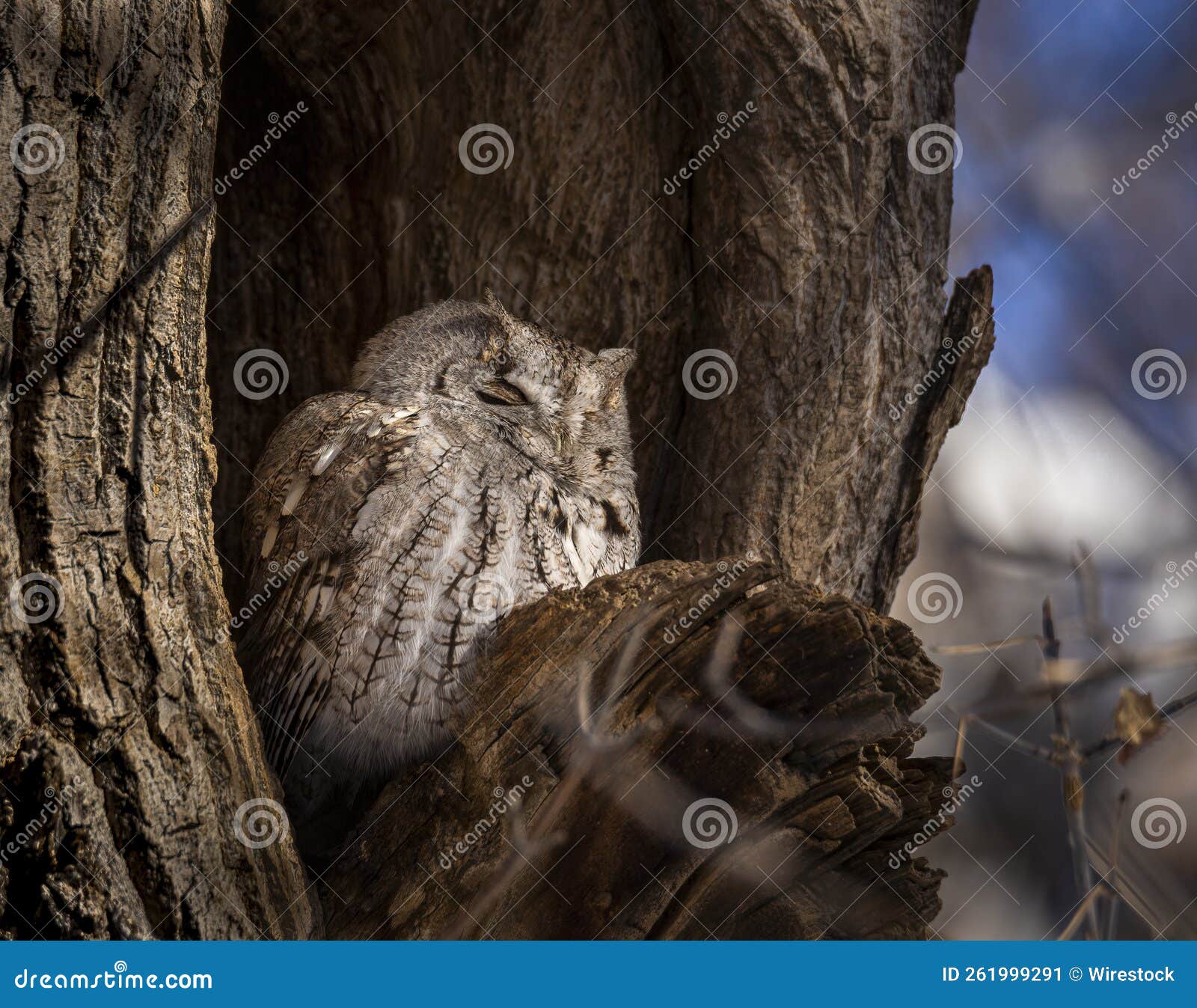 Eastern Screech Owl (Megascops Asio) Roosting in Morning Sunlight Stock ...