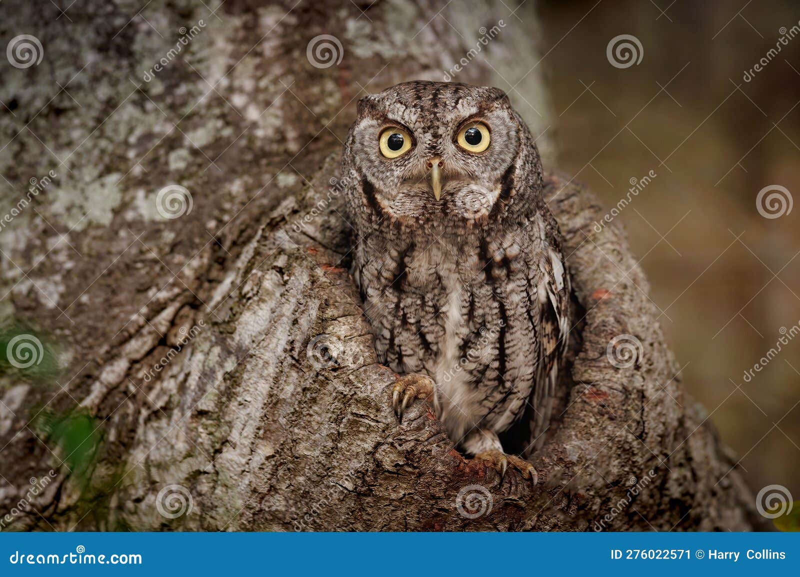 Eastern Screech Owl in a Tree in Florida Stock Image - Image of eyes ...