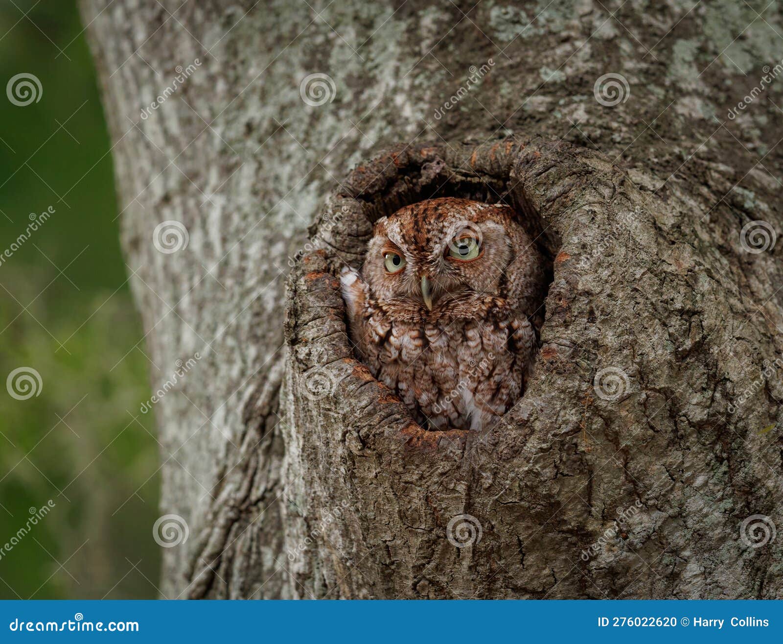 Eastern Screech Owl in a Tree in Florida Stock Photo - Image of perch ...