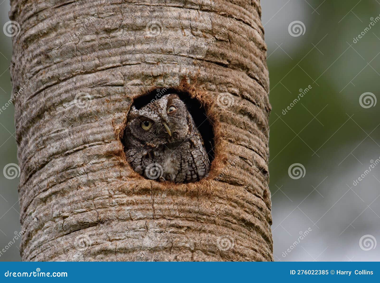Eastern Screech Owl in a Tree in Florida Stock Image - Image of black ...