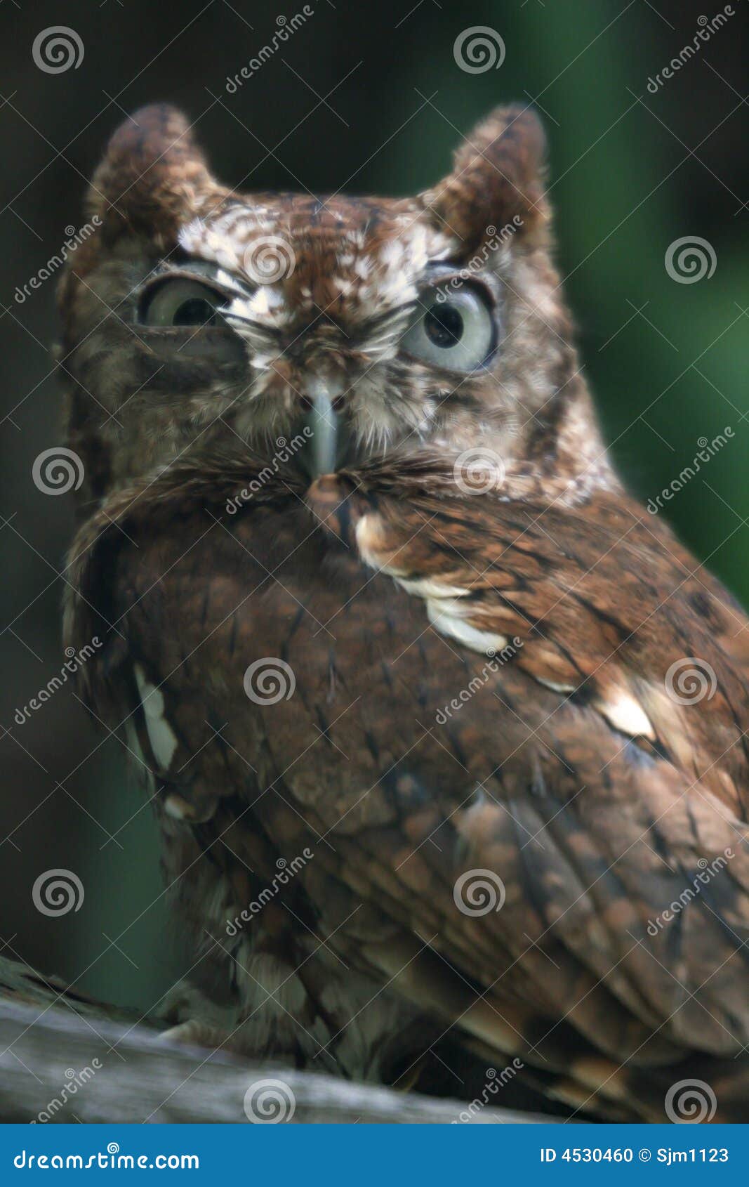 Eastern Screech Owl Mad stock photo. Image of stare, wildlife - 4530460