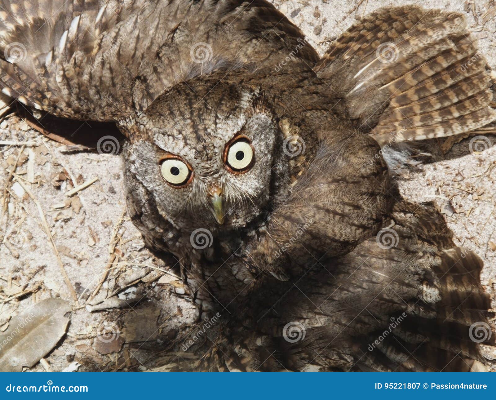 Eastern Screech-Owl or Megascops Asio Stock Image - Image of sunbathing ...