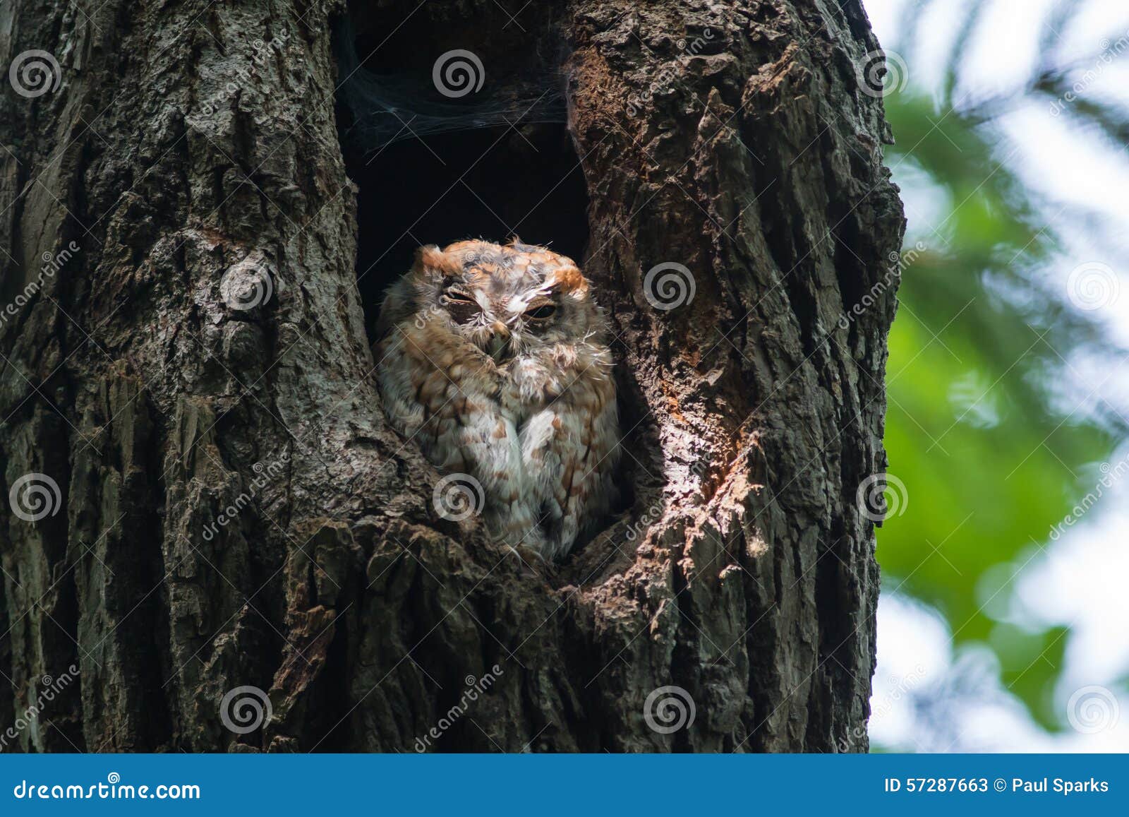 Eastern Screech Owl stock image. Image of molting, feathers - 57287663