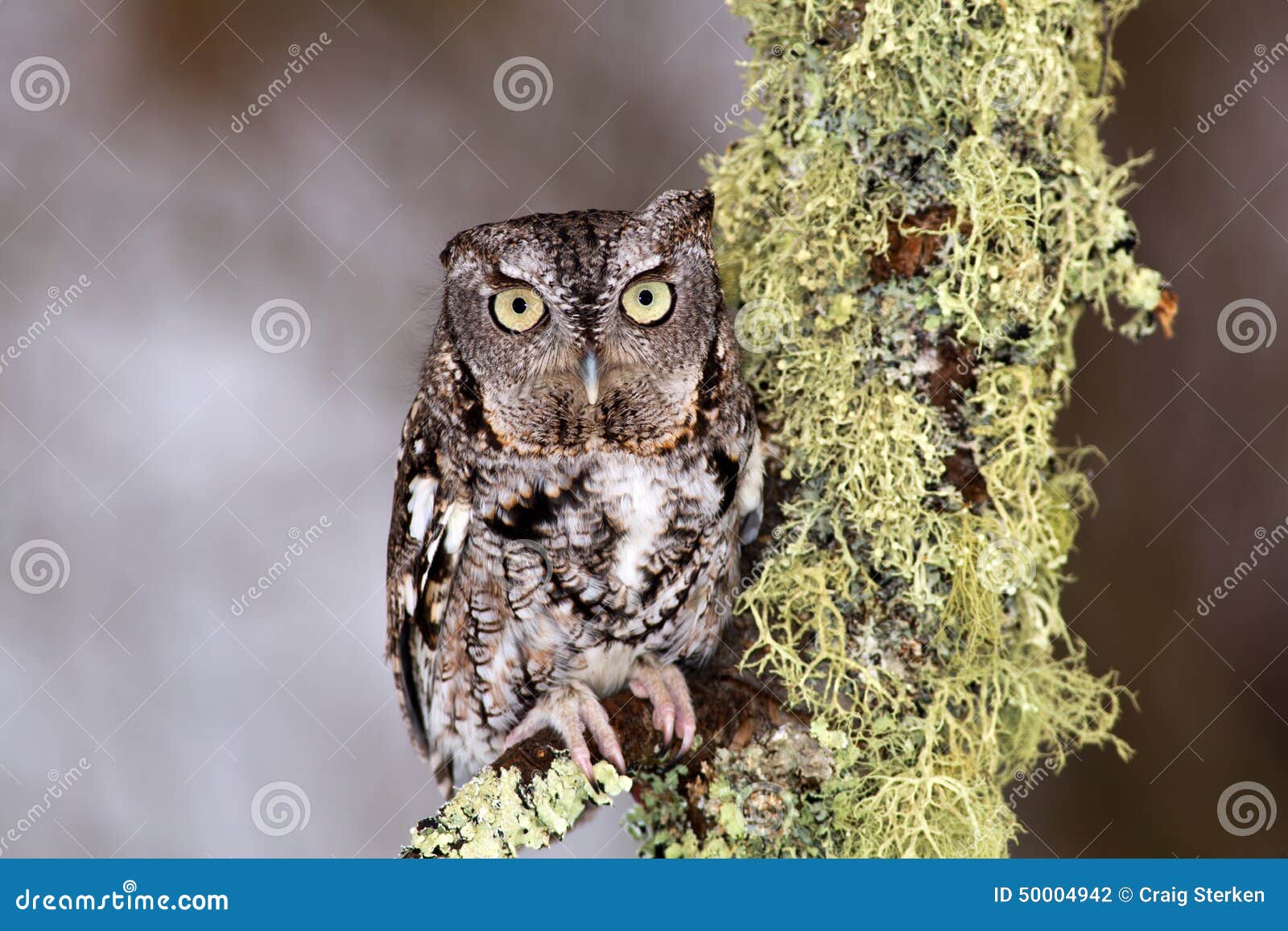 Eastern Screech Owl stock photo. Image of lichen, wild - 50004942