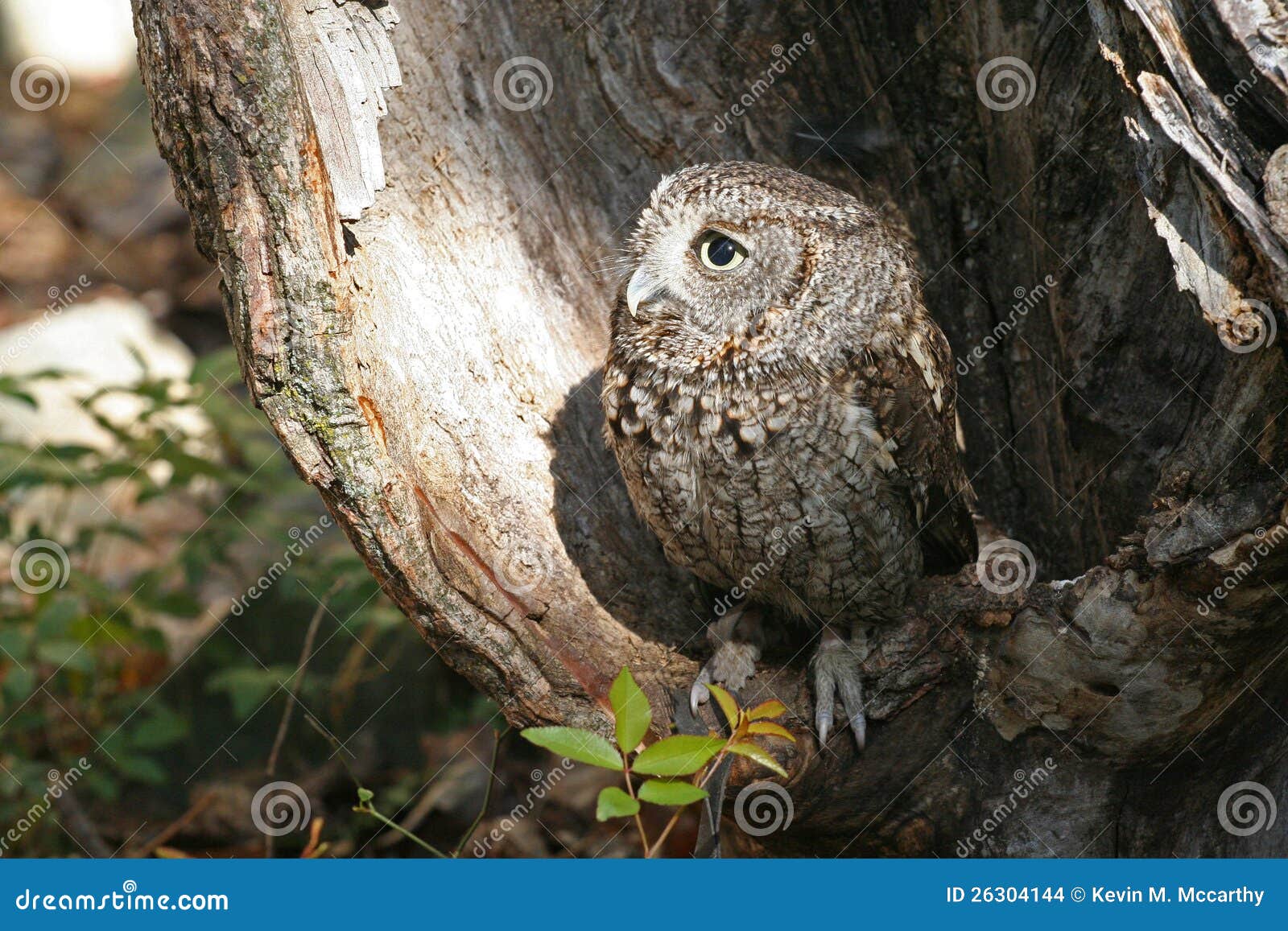 Eastern Screech Owl Raptor stock photo. Image of raptor - 26304144