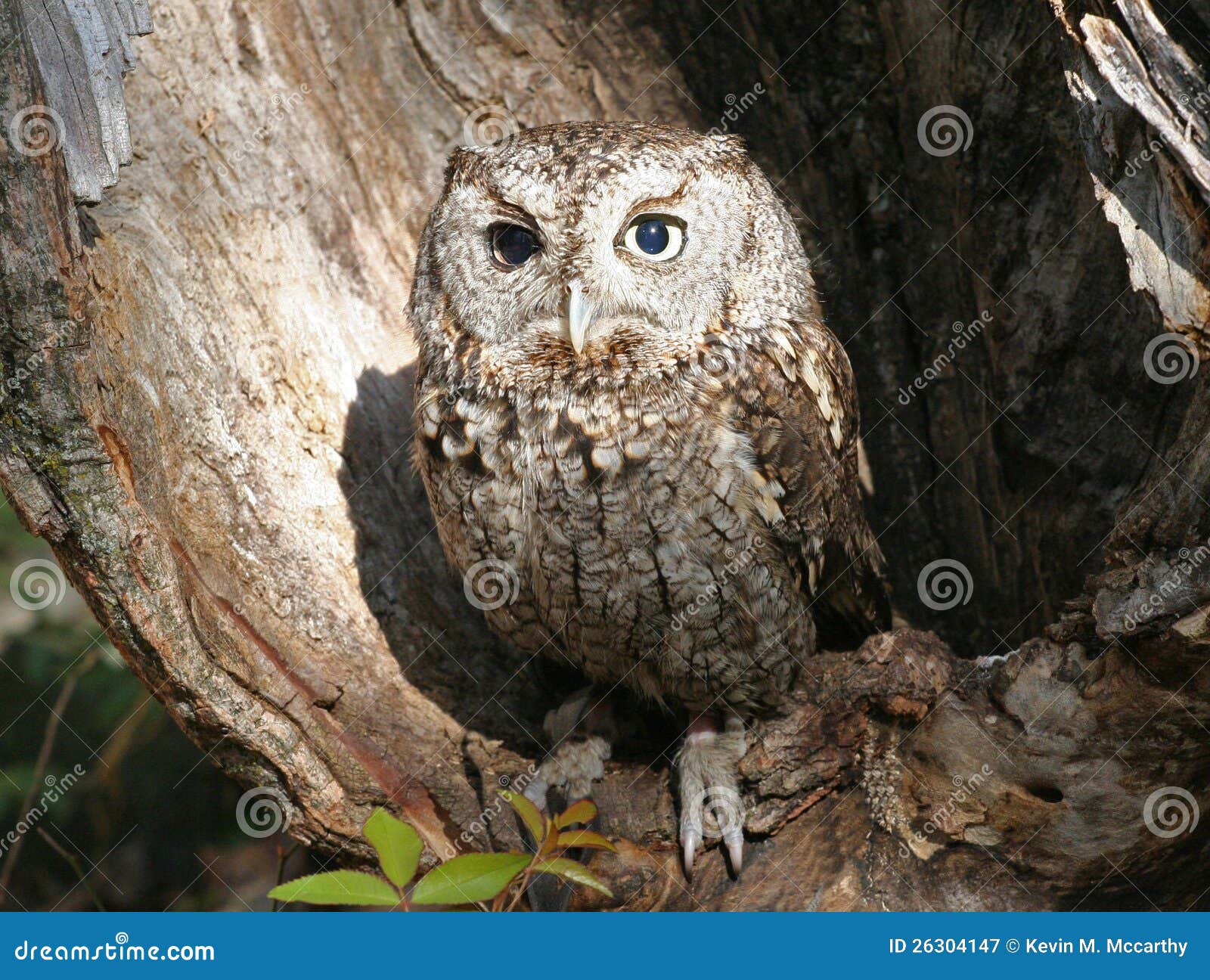 Eastern Screech Owl Raptor stock image. Image of hide - 26304147