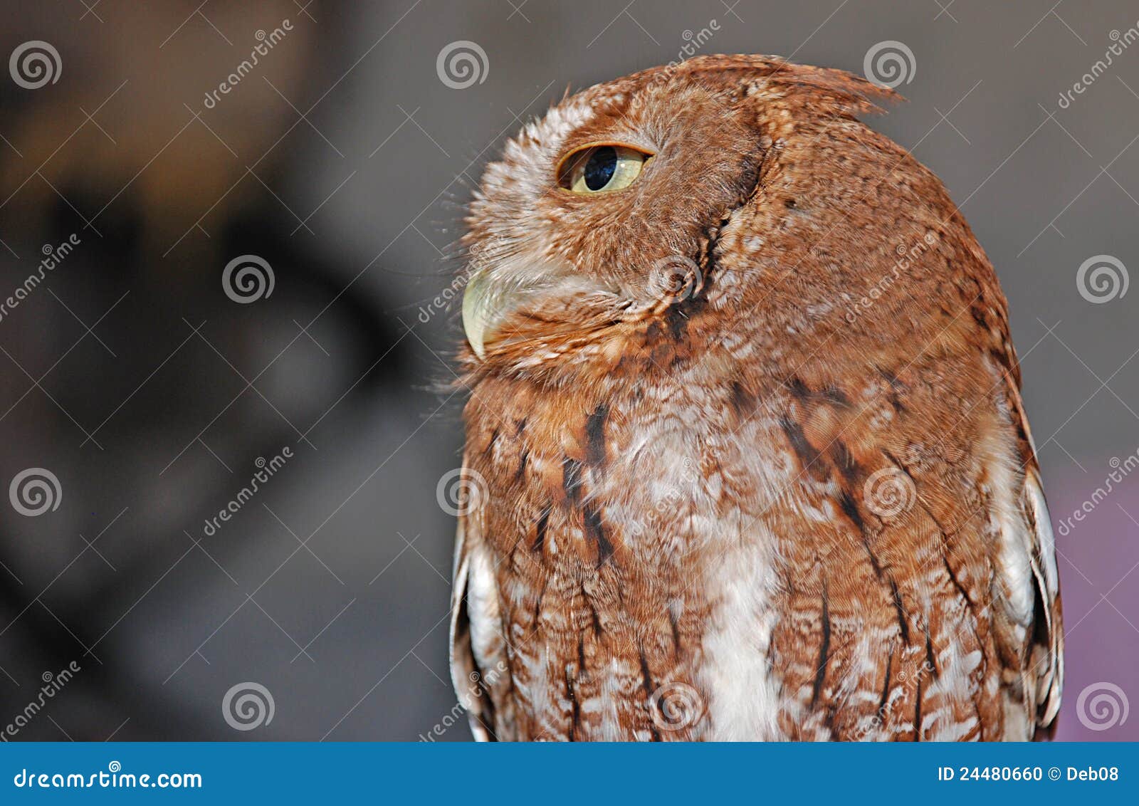 Eastern Screech Owl Red stock photo. Image of cute, eastern - 24480660