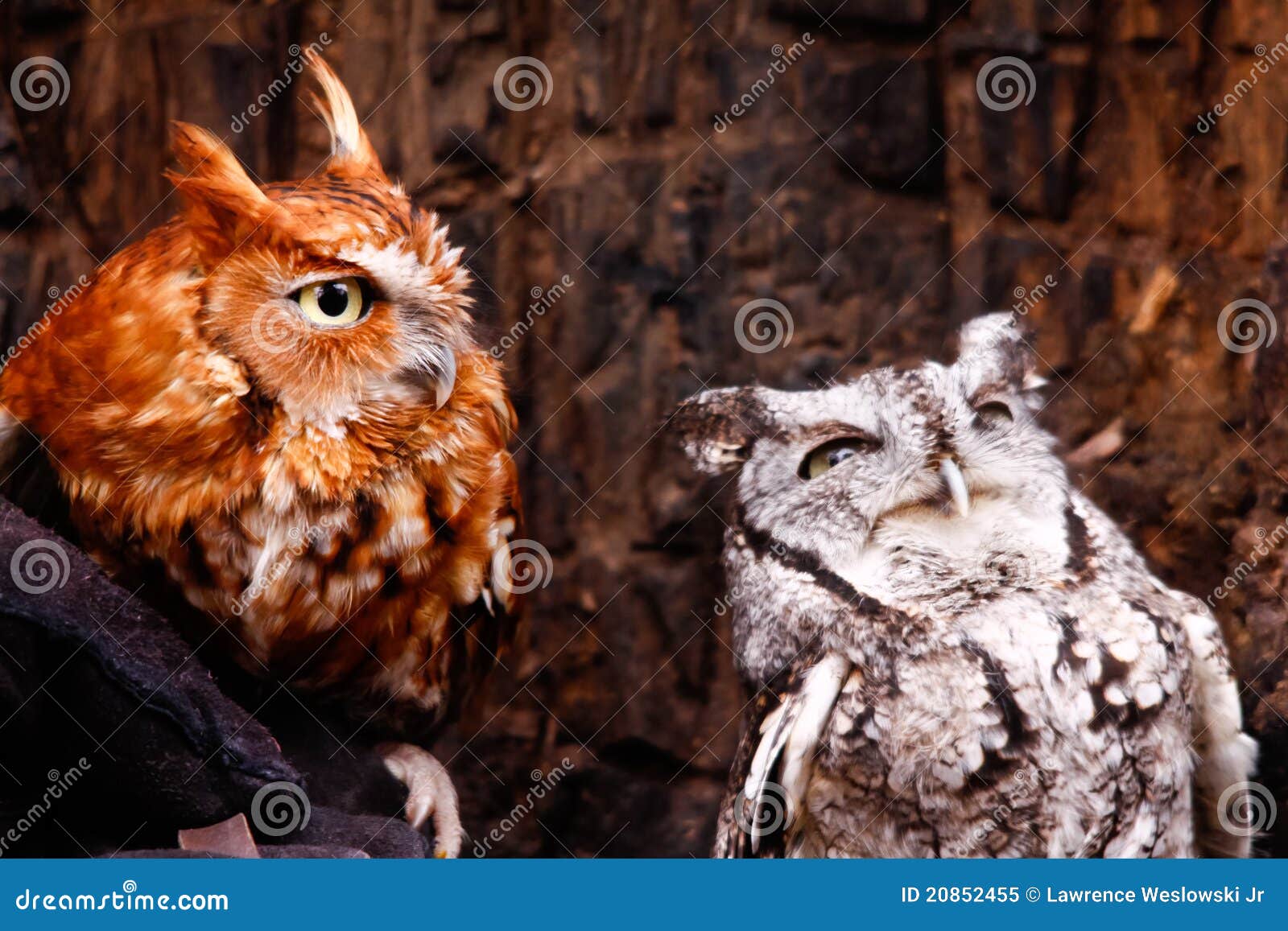 Eastern Screech Owl Red and Gray Phases Stock Image - Image of night ...