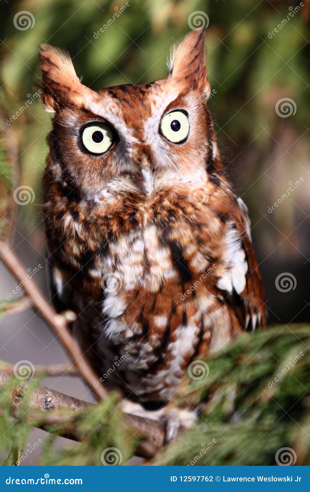 Red Phase Eastern Screech Owl On A Wooden Fence Royalty-Free Stock ...