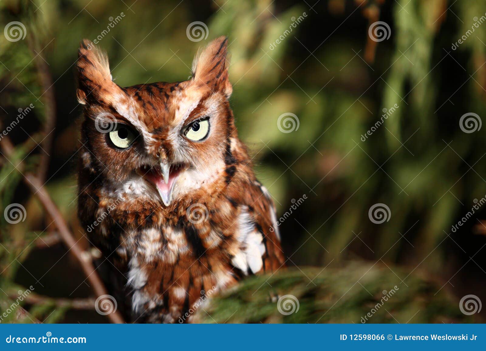 Eastern Screech Owl Screeching! Stock Photo - Image of cute, perched ...