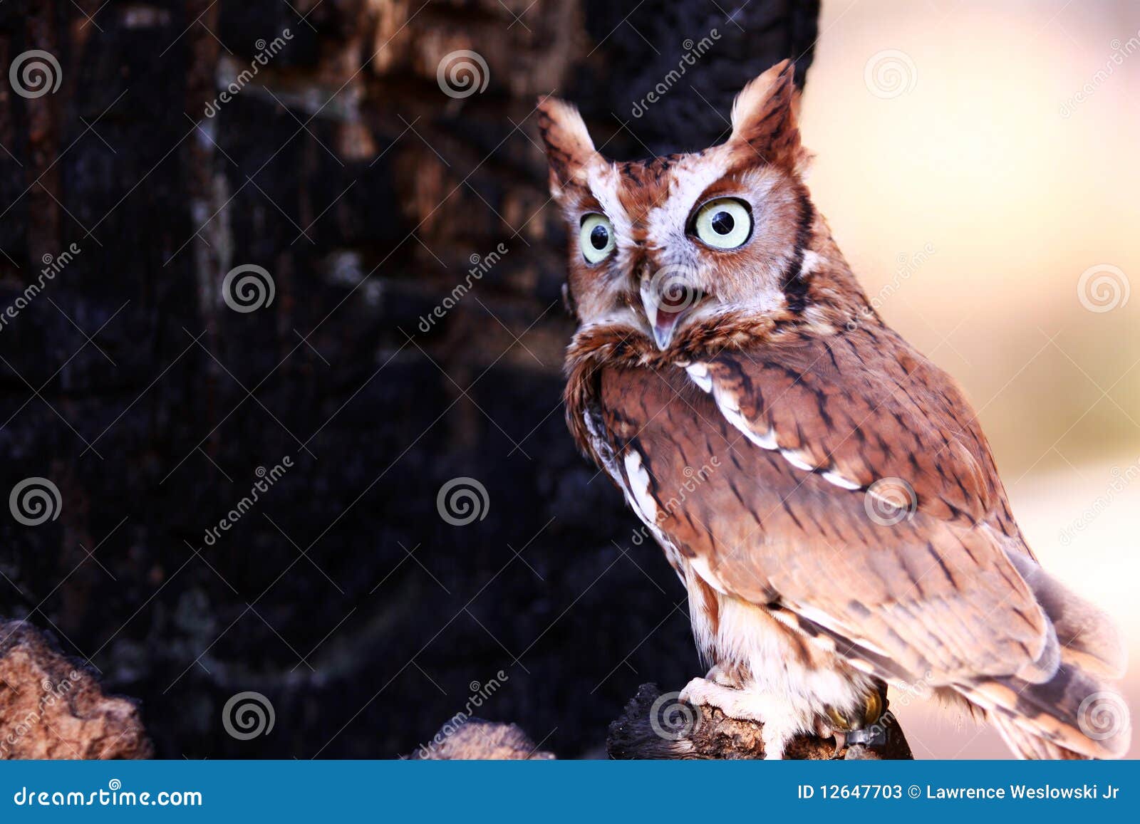 Eastern Screech Owl. Stock Photo | CartoonDealer.com #68657232