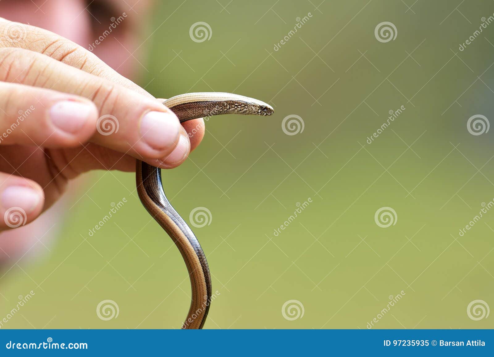 The Eastern Slow-worm in Man Hand Anguis Colchica Stock Image - Image ...