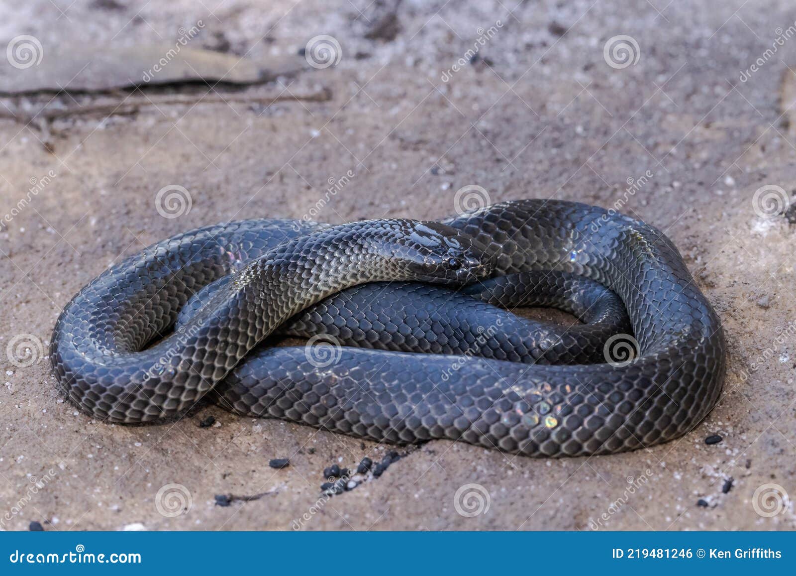 Eastern Small-eyed Snake Royalty-Free Stock Image | CartoonDealer.com ...