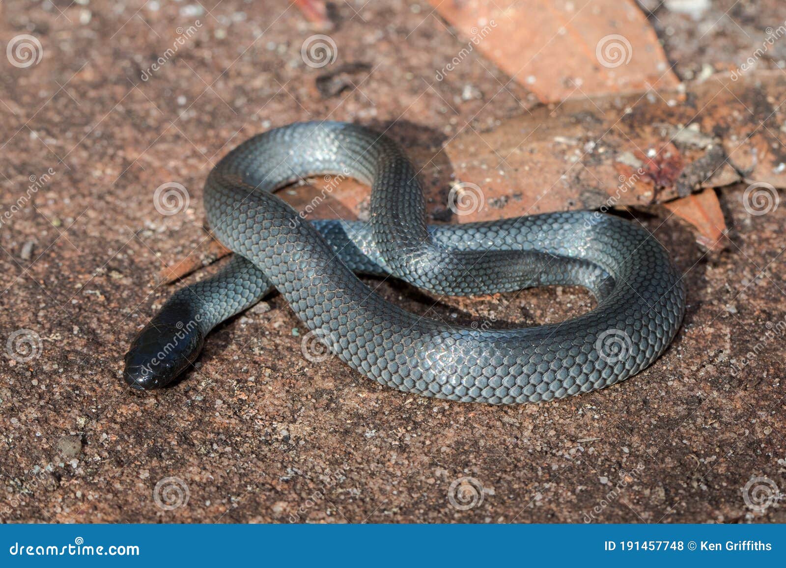 Eastern Small-eyed Snake stock photo. Image of venomous - 191457748
