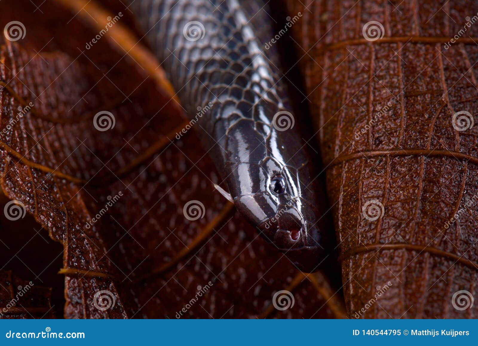 Eastern Small-scaled Burrowing Asp Atractaspis Fallax Stock Image ...