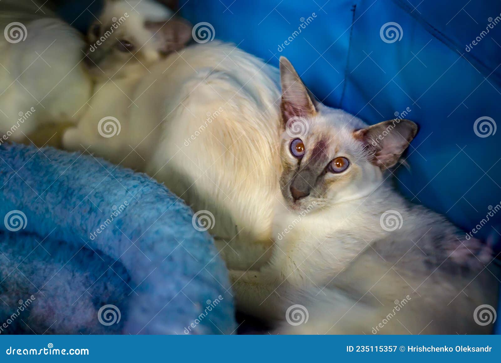 Eastern Smooth-haired Breed Of Cats Royalty-Free Stock Photography ...