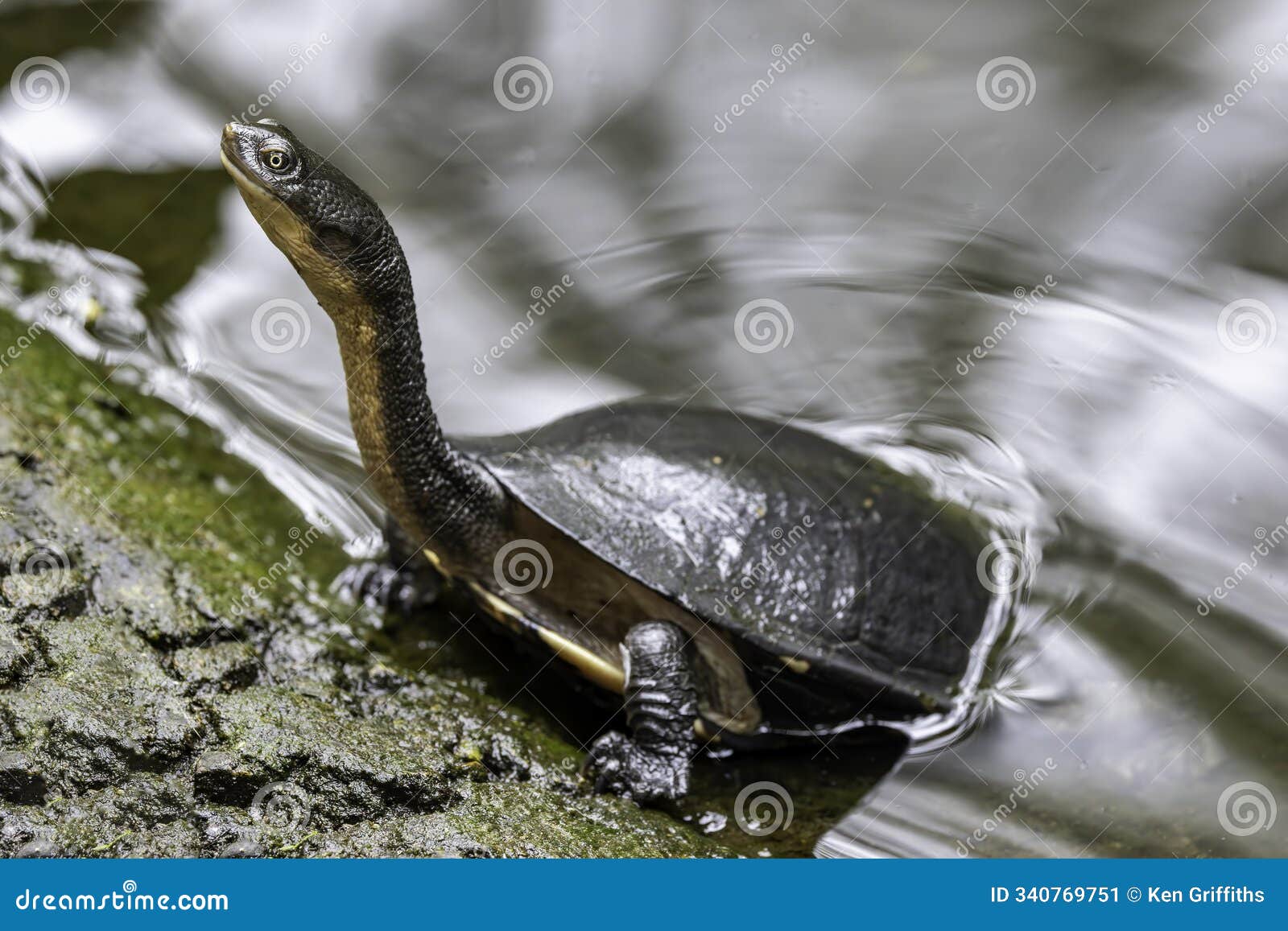 Eastern Rat Snake Formerly Known As Yellow Rat Snake - Pantherophis ...