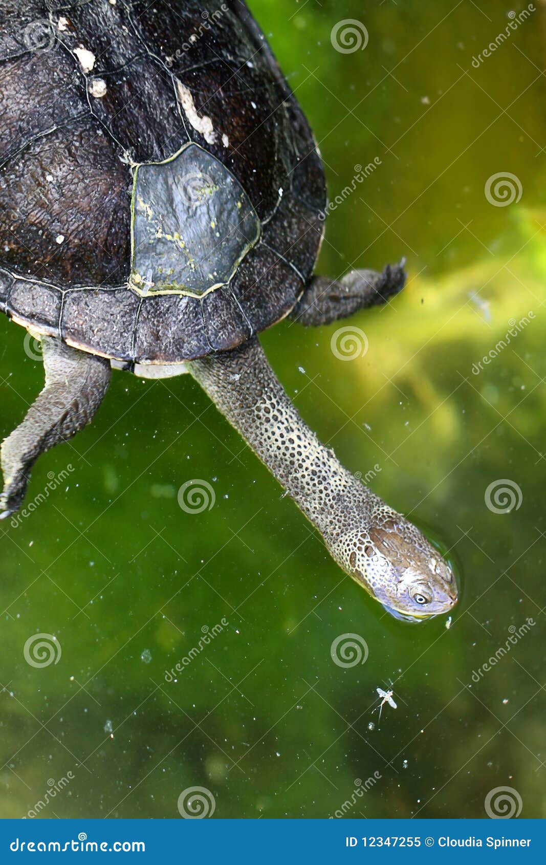 Eastern Snake-Necked Turtle - Australian Native Stock Image - Image of ...